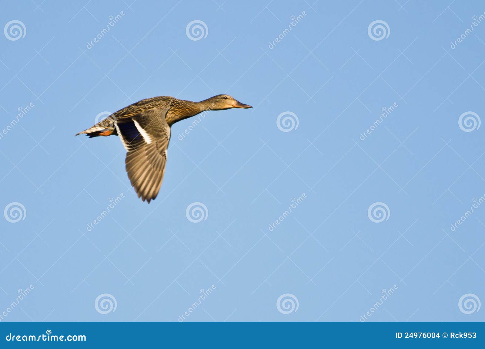 Female Mallard Duck in Flight Stock Photo - Image of north, flying ...