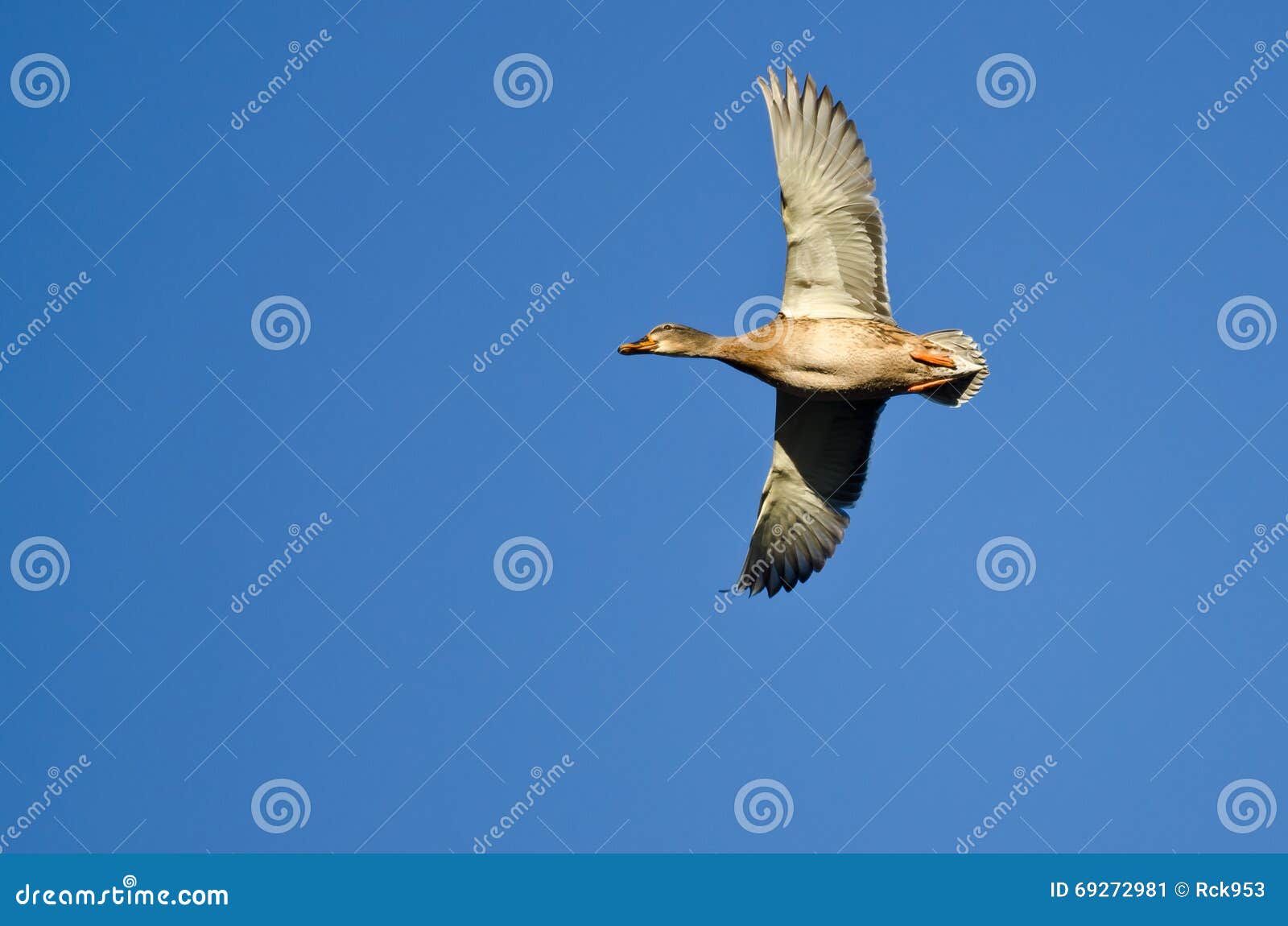 Female Mallard Duck Flying in a Blue Sky Stock Image - Image of duck ...