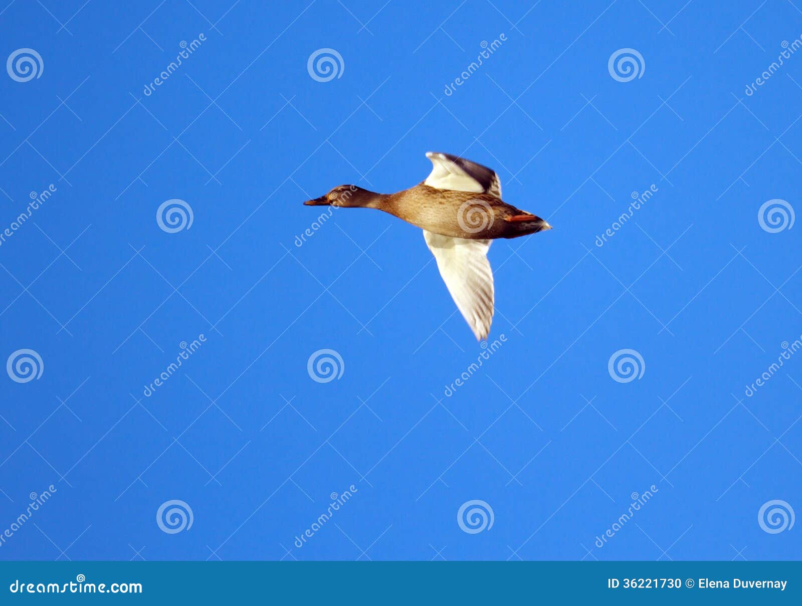 Female mallard duck flying stock photo. Image of park - 36221730
