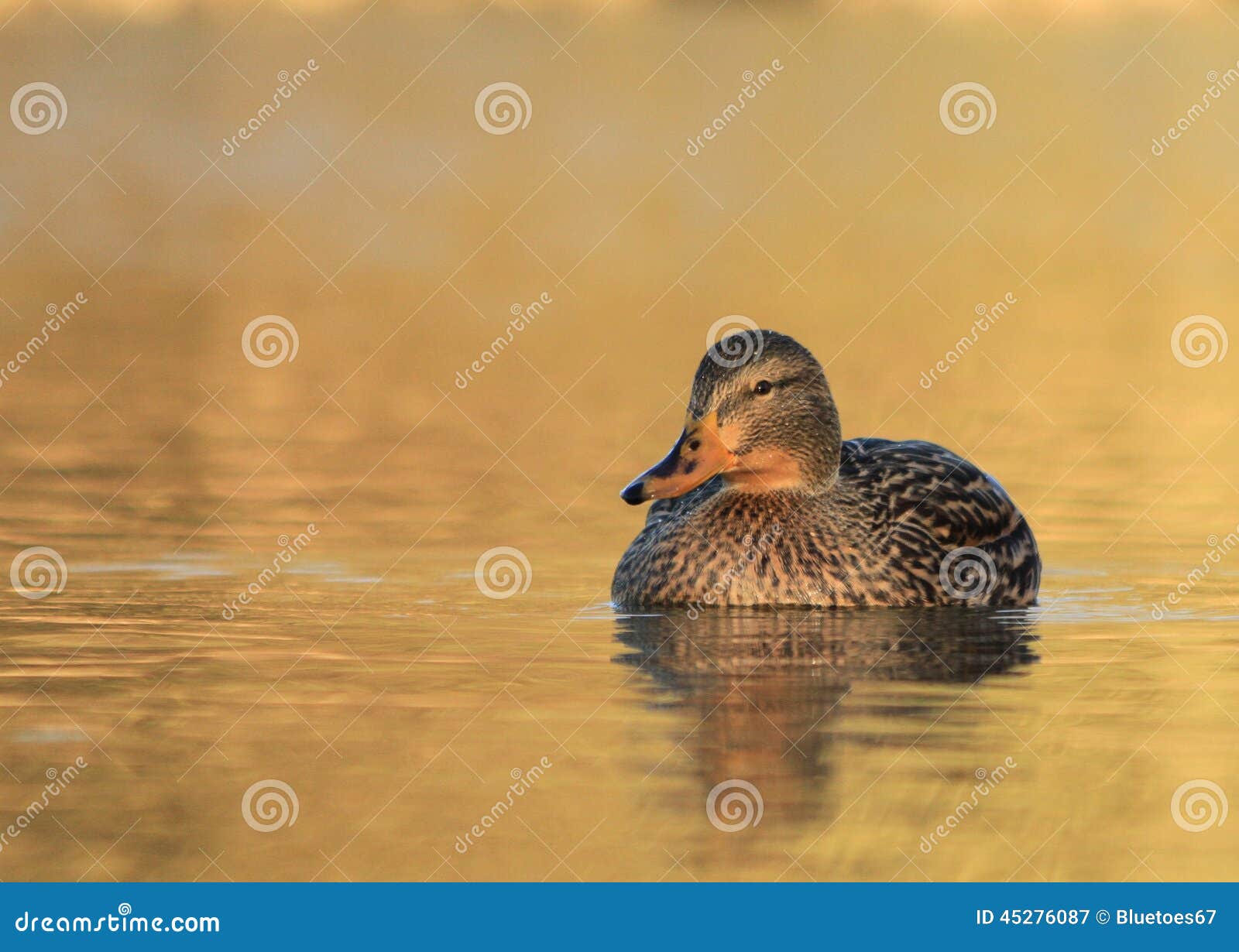 Female mallard duck stock image. Image of fowl, colors - 45276087