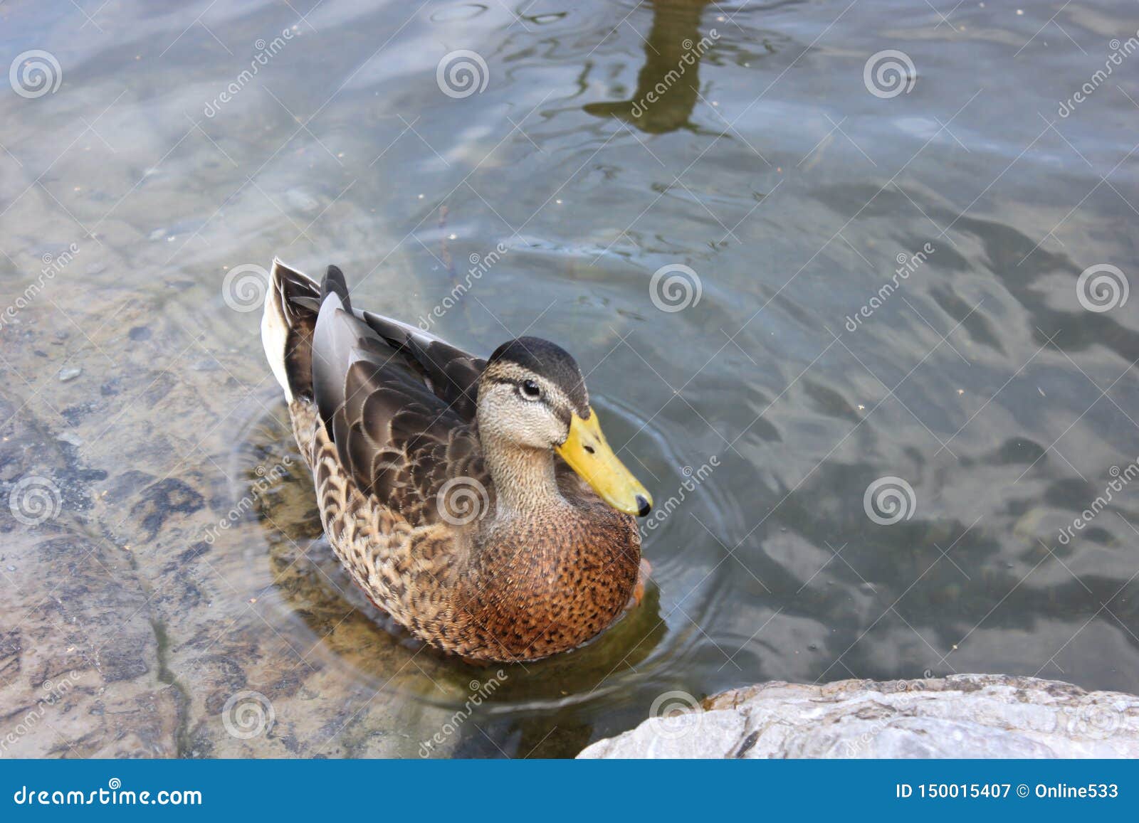 Female Mallard Duck Having a Break in a Lake Stock Image - Image of ...