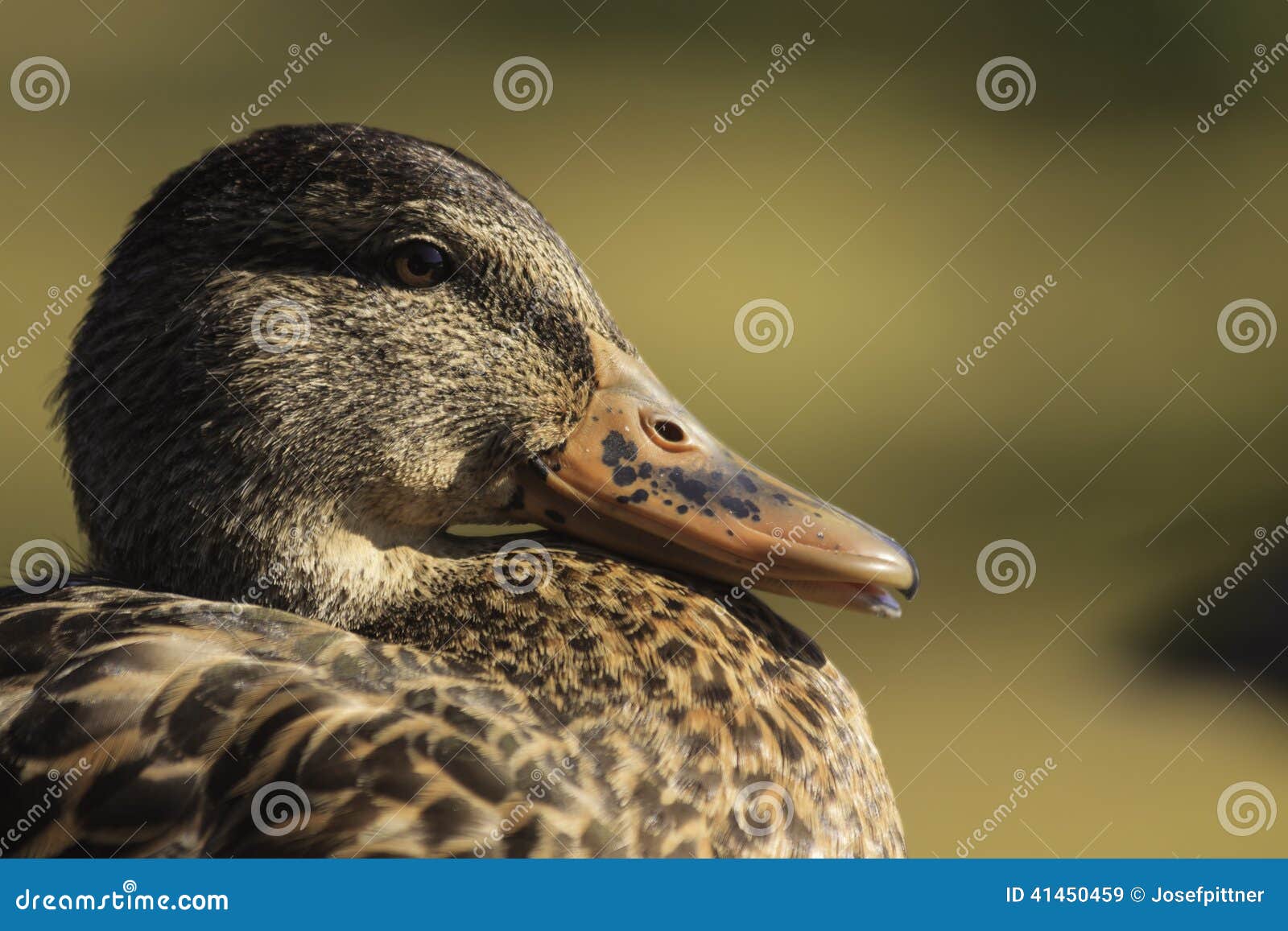 Female Mallard Duck Head Profile Stock Image - Image of ducks, farm ...