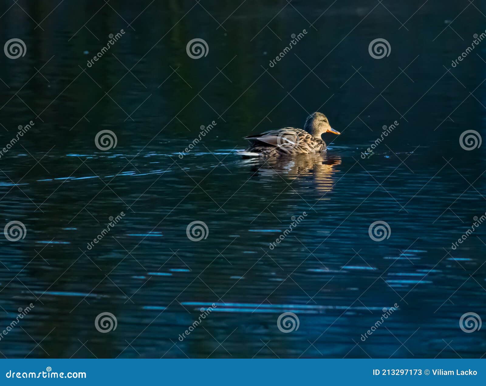 Female Mallard Duck on the Lake in the Rays of the Sun Stock Image ...