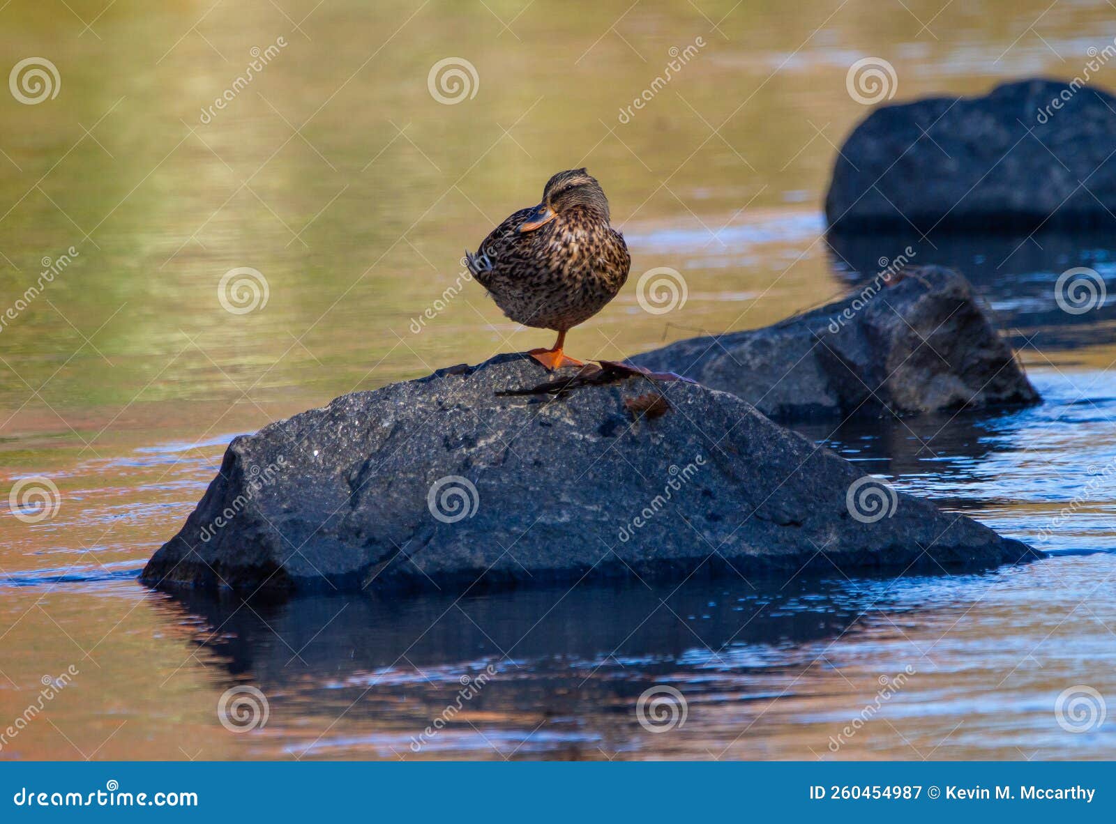Female Mallard Duck Perched on Rock in Stream Stock Image - Image of ...