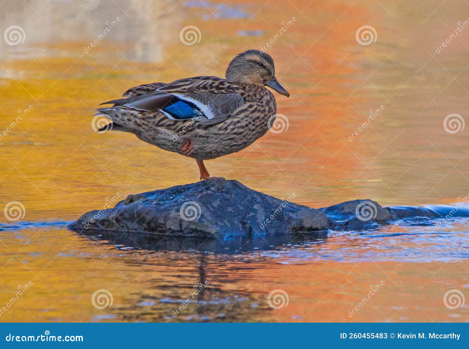 Female Mallard Duck Perched on Rock in Stream Stock Image - Image of ...