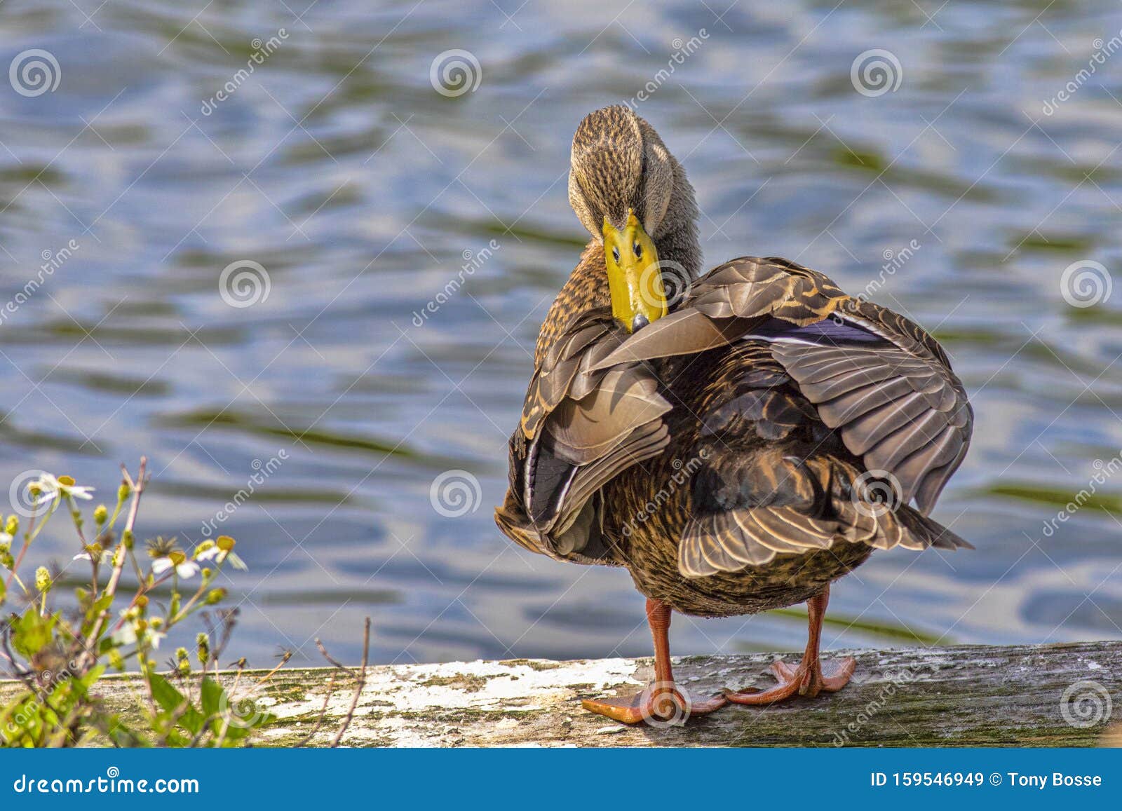 Female Mallard Duck Preening Herself Stock Image - Image of waterfowl ...