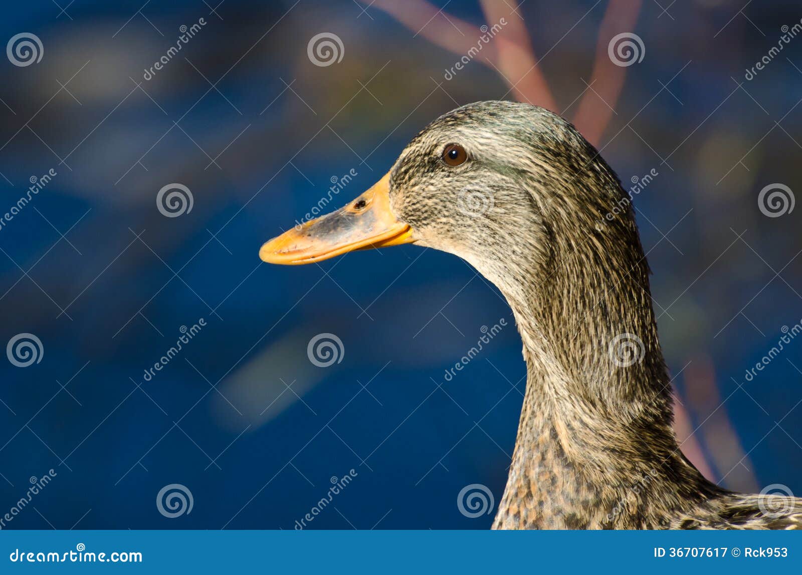 Female Mallard Duck Profile Stock Image - Image of profile, bird: 36707617
