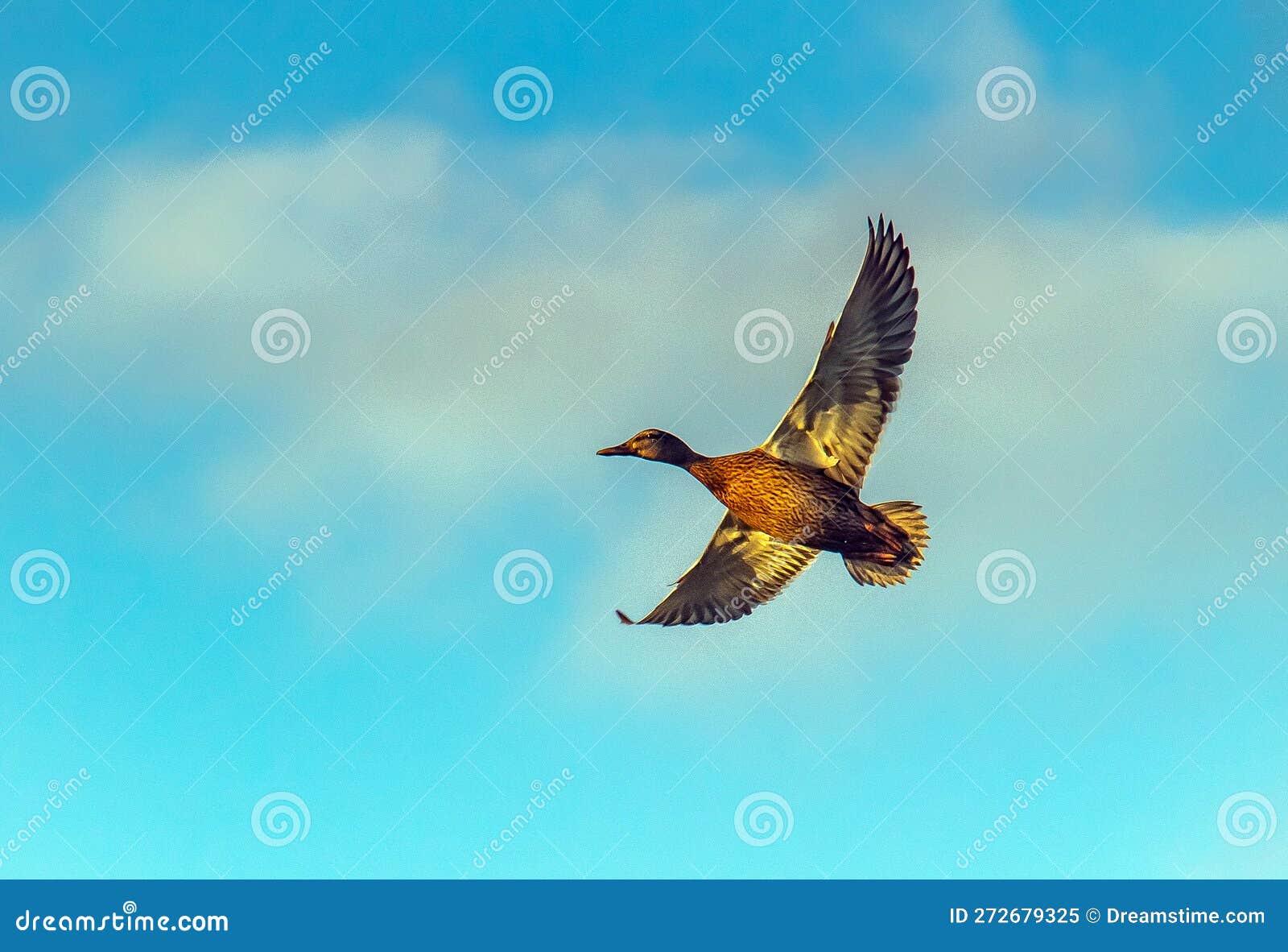 Female Mallard Duck Soaring in the Sky Stock Image - Image of beak ...
