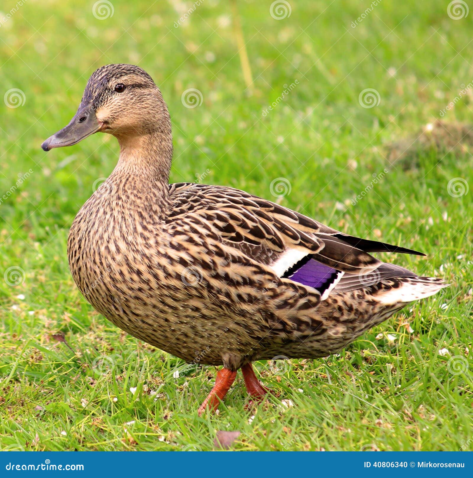Female Mallard Duck stock photo. Image of green, blue - 40806340