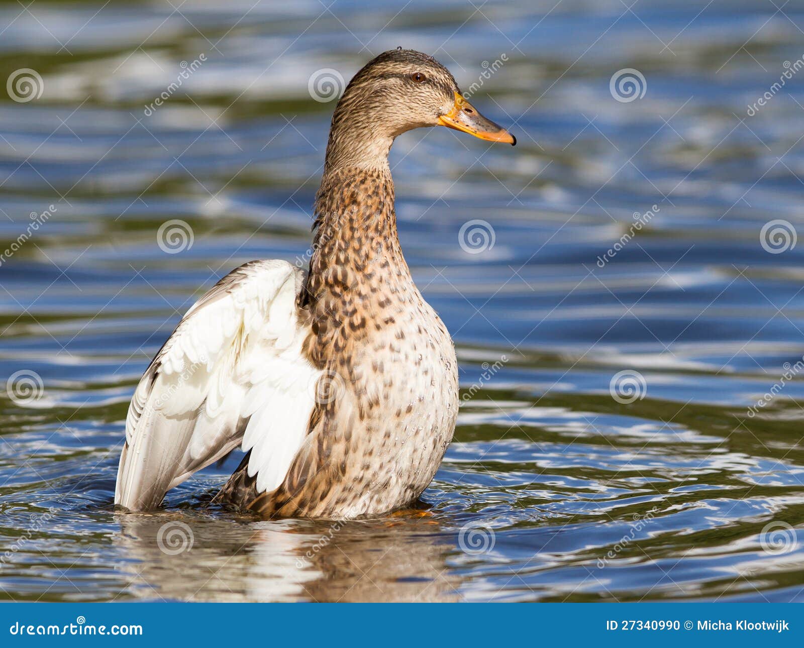 Female Mallard Duck Washing Her Feathers Stock Photo - Image of ...