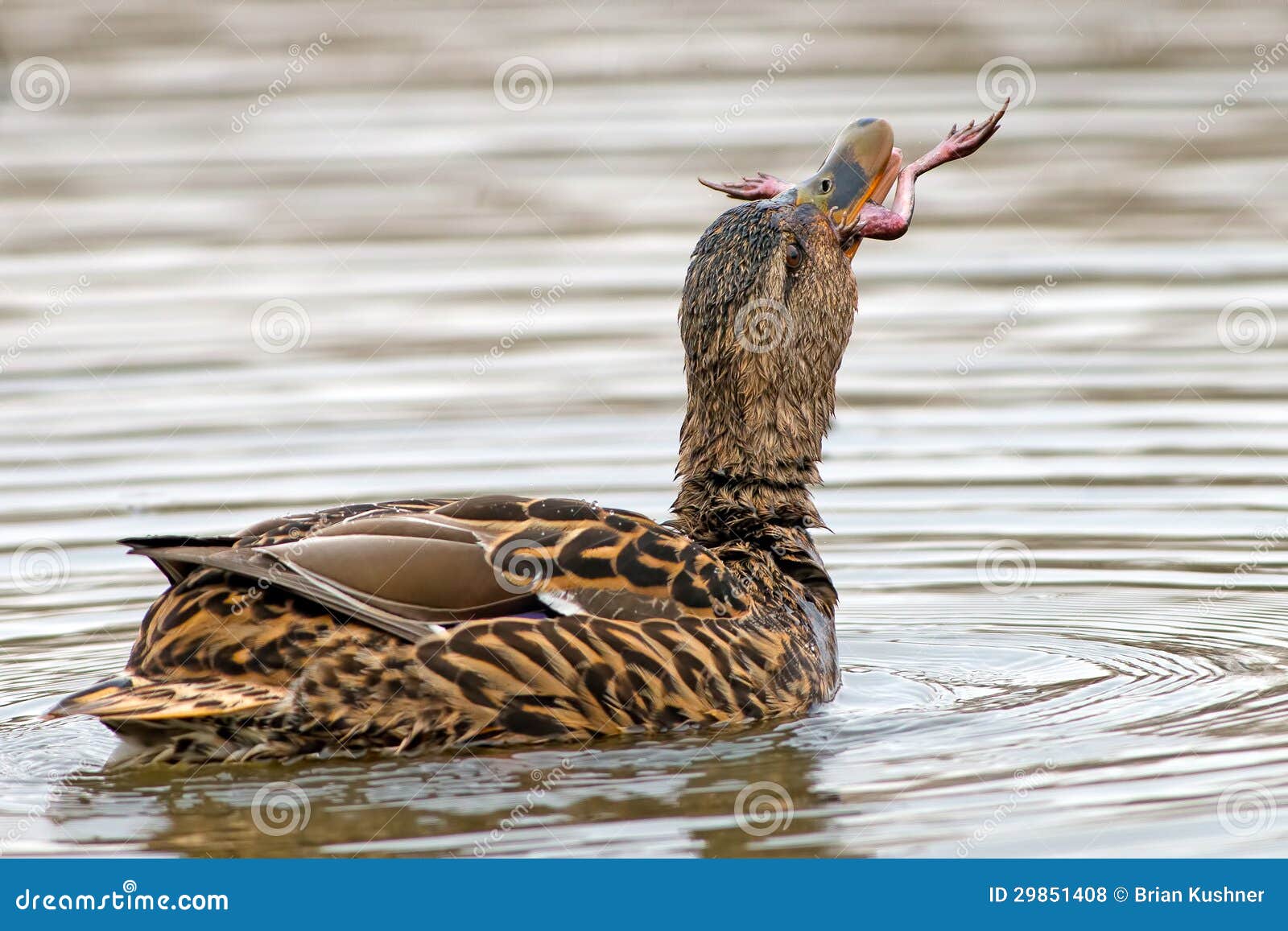 447 Bird Eating Frog Photos - Free & Royalty-Free Stock Photos from ...