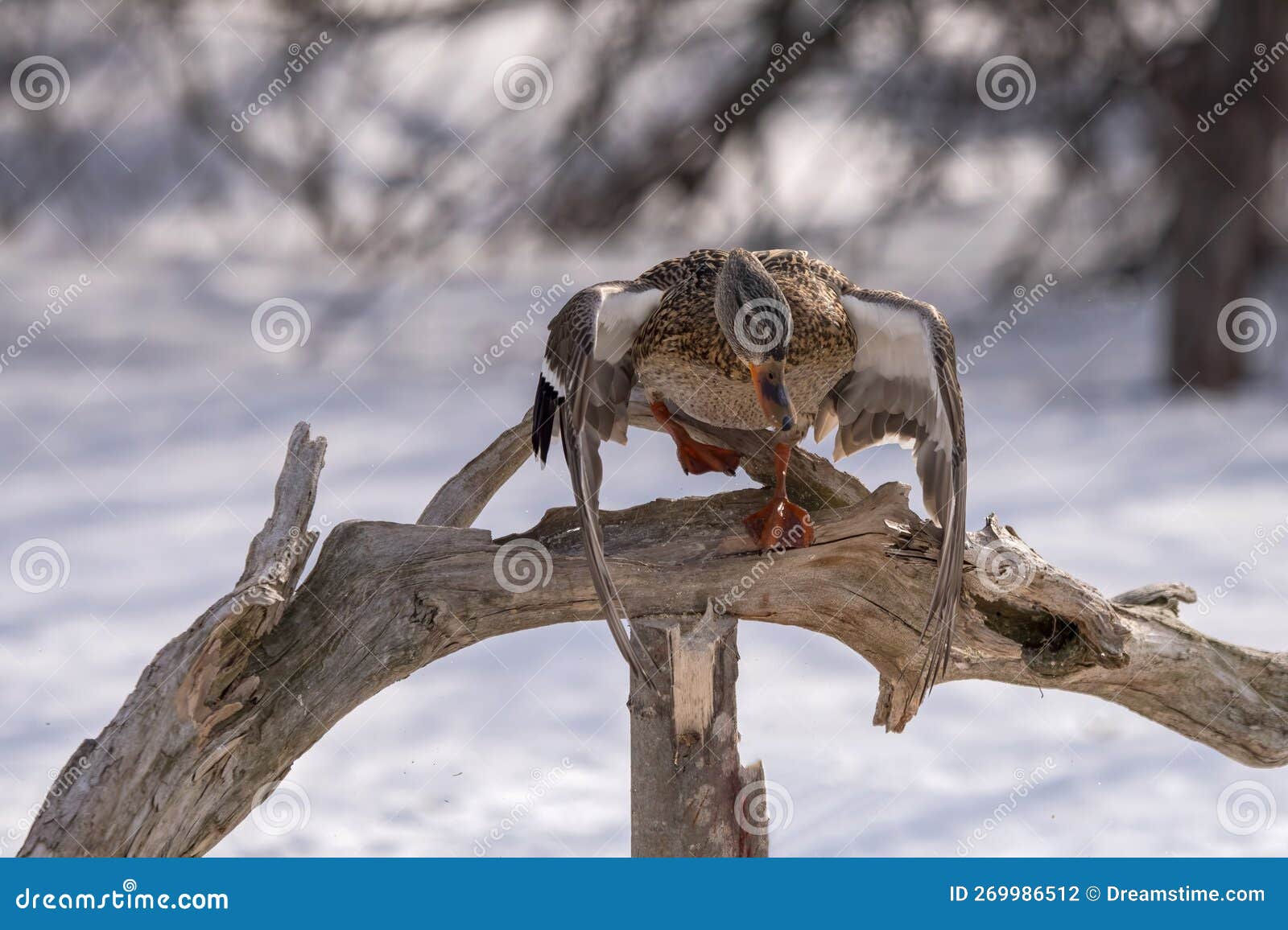 Female Mallard Falling Off a Branch Stock Photo - Image of mallard ...
