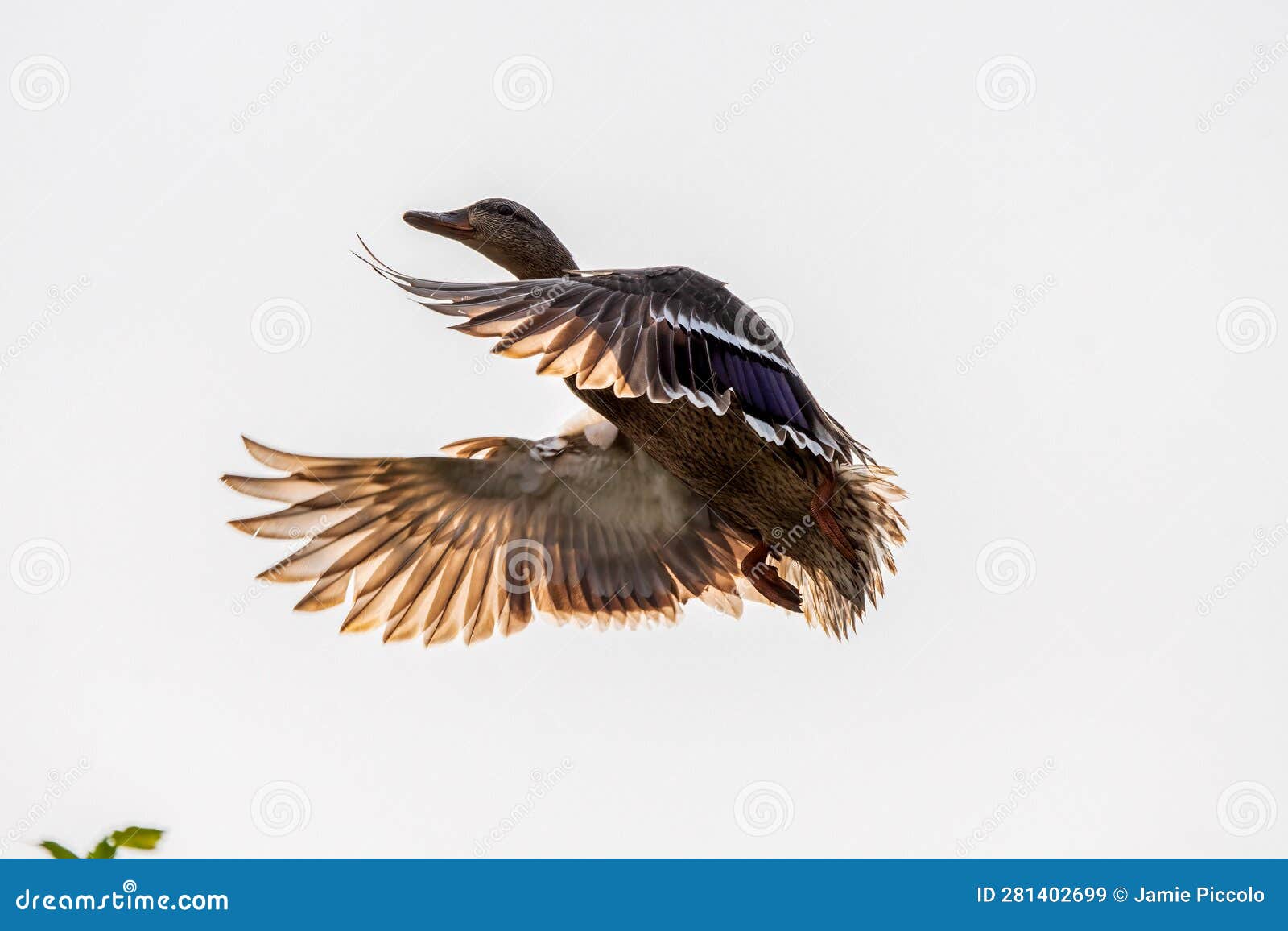 Female Mallard in Flying Overhead in Spring Stock Image - Image of ...