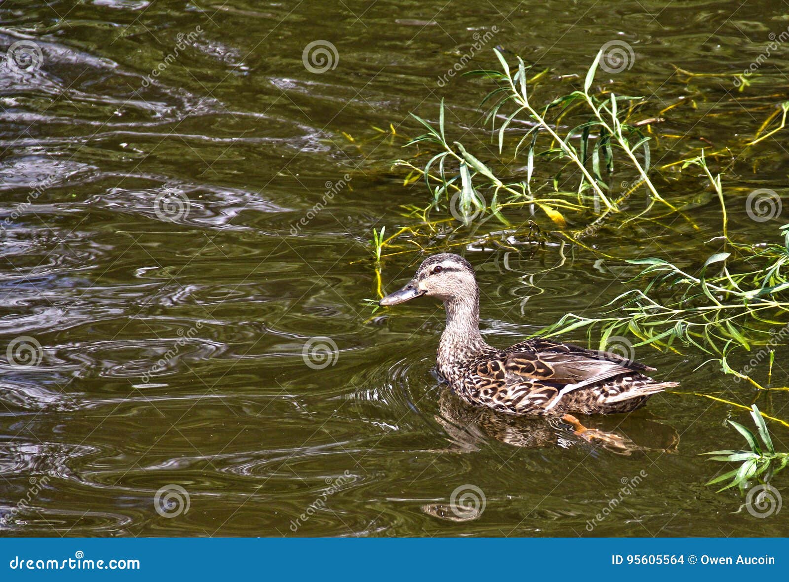 Female Mallard stock photo. Image of ducks, hens, pond - 95605564