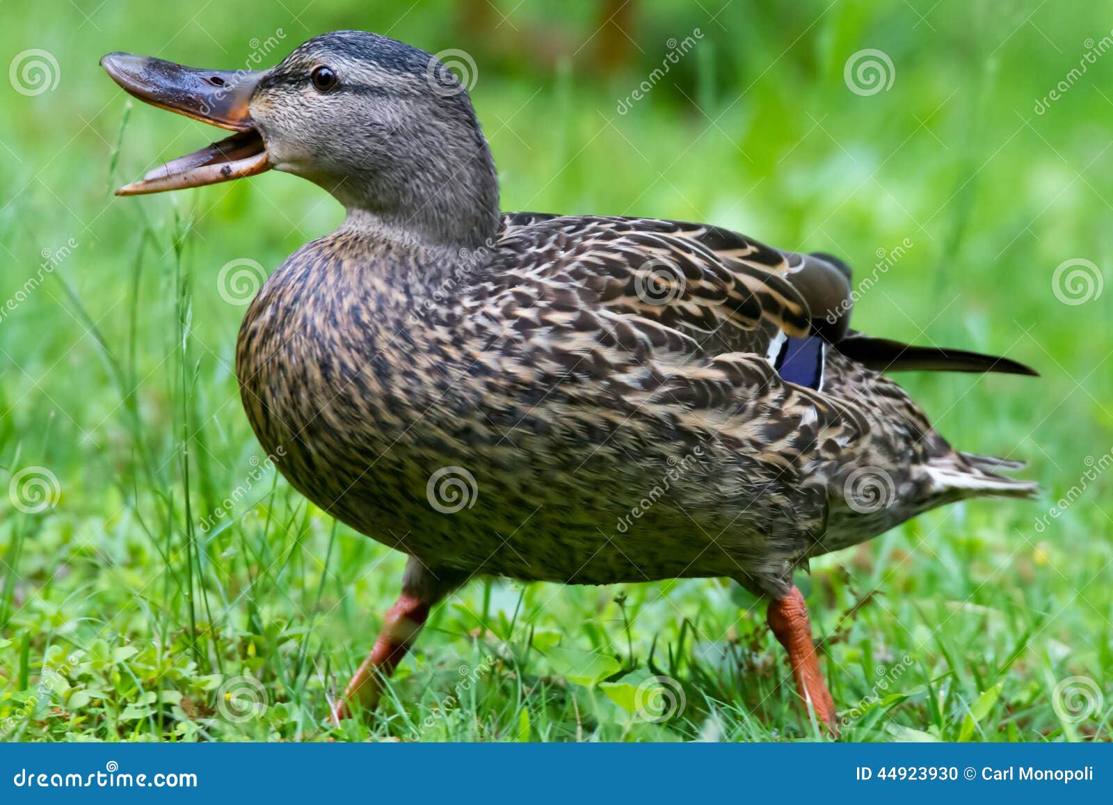 Female Mallard stock photo. Image of quack, call, duck - 44923930