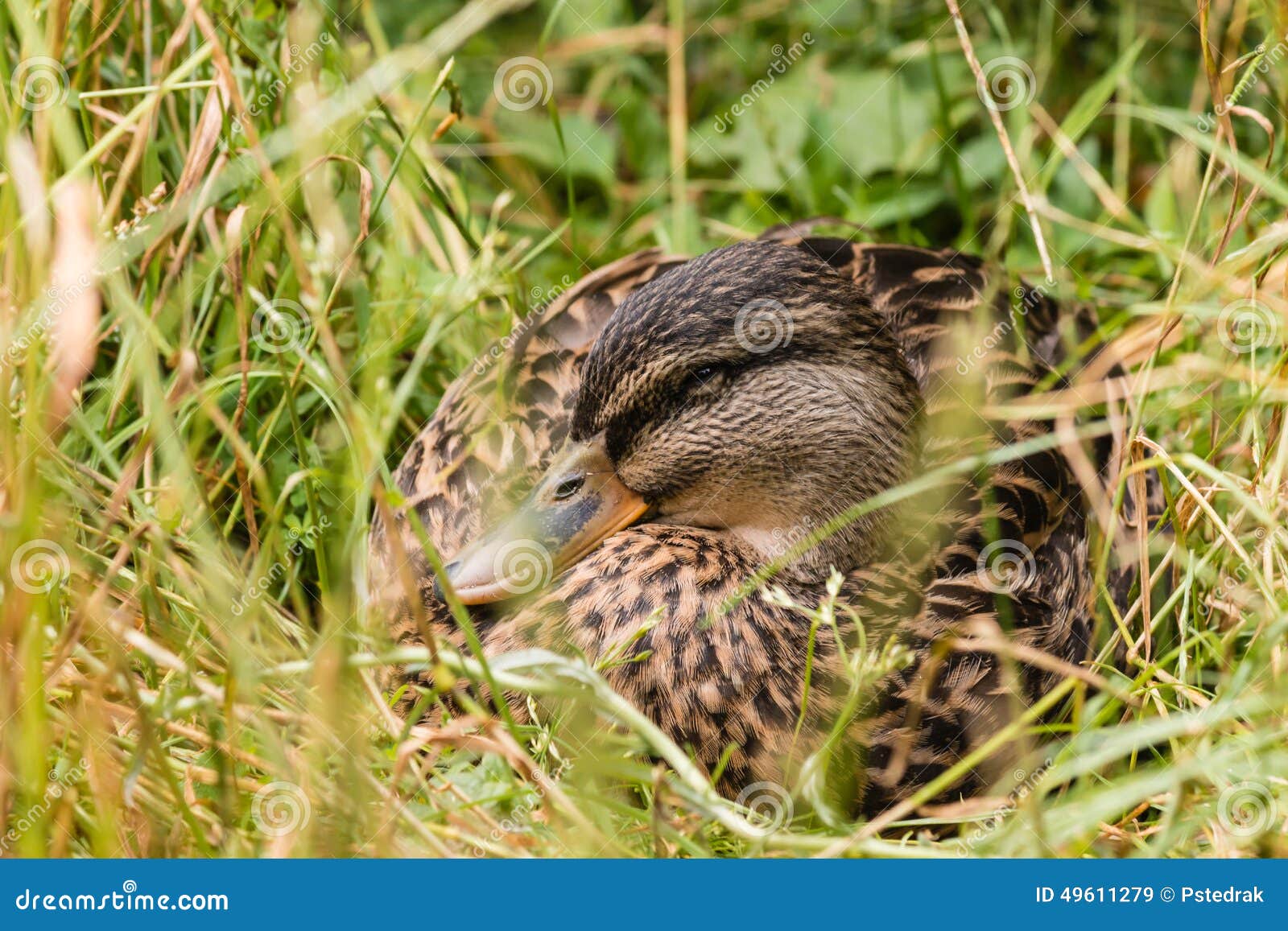 Female Mallard Resting in Grass Stock Image - Image of resting ...