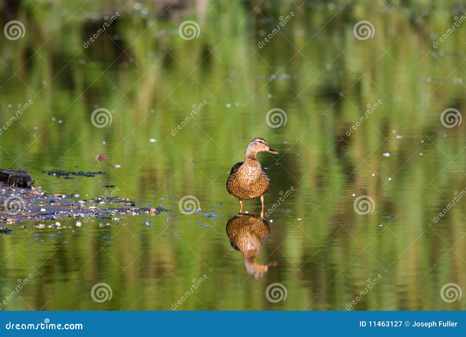 Female Mallard Water Reflection. Stock Image - Image of beak, cute ...
