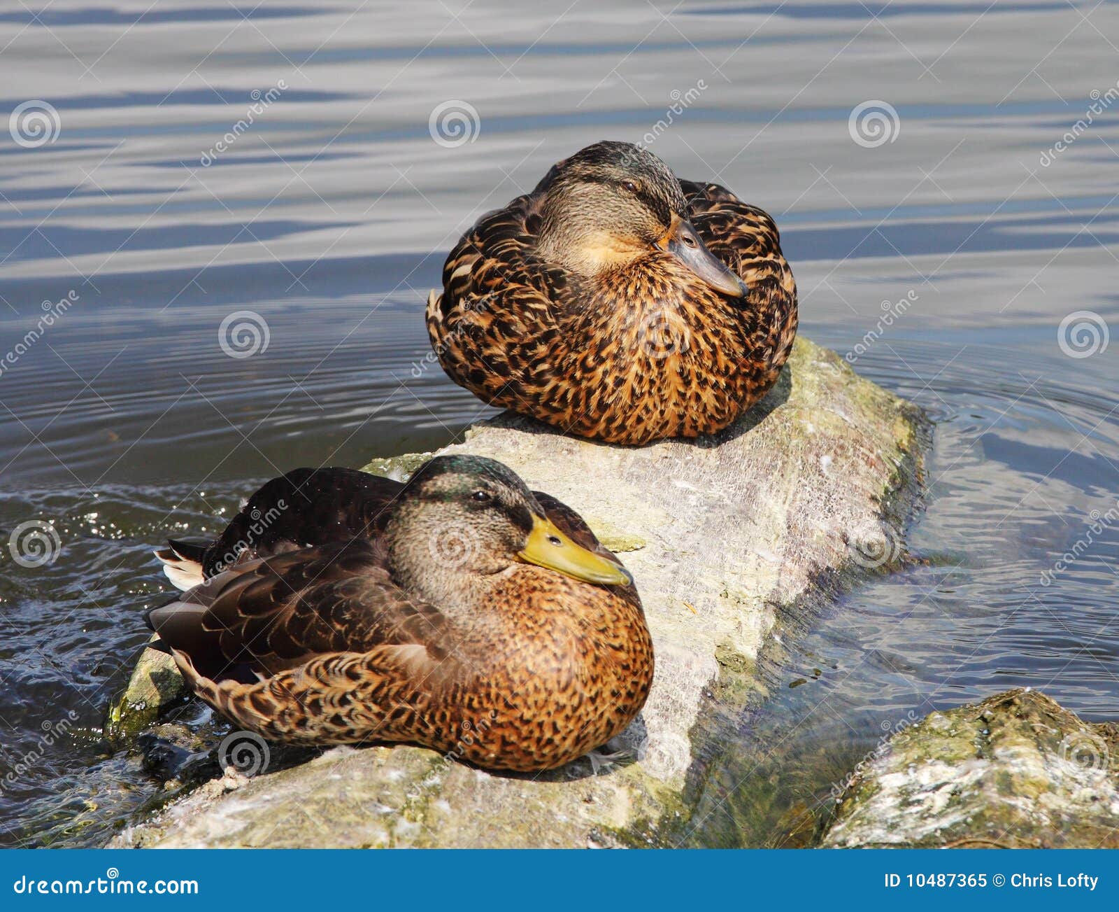 Female Mallards Resting on a Rock Stock Image - Image of ornithology ...
