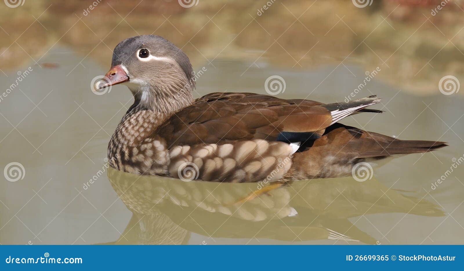 Female mandarin duck. stock image. Image of closeup, bird - 26699365
