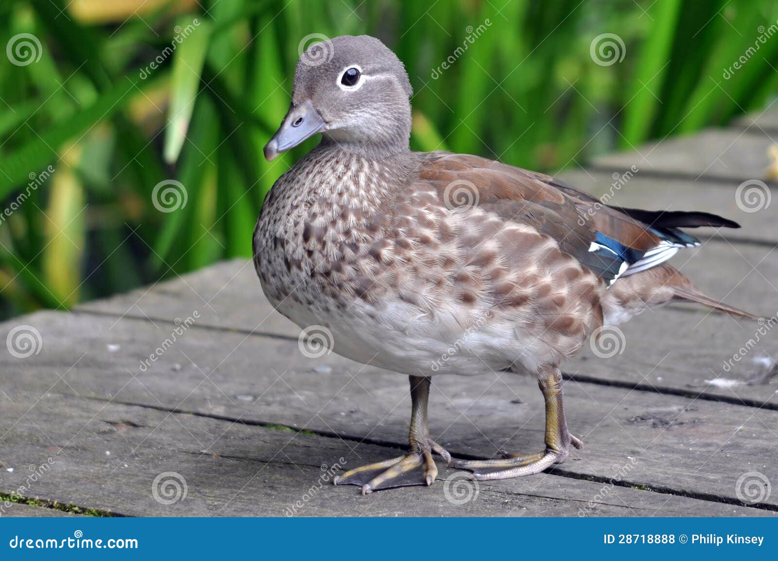 Female Mandarin Duck stock photo. Image of china, standing - 28718888
