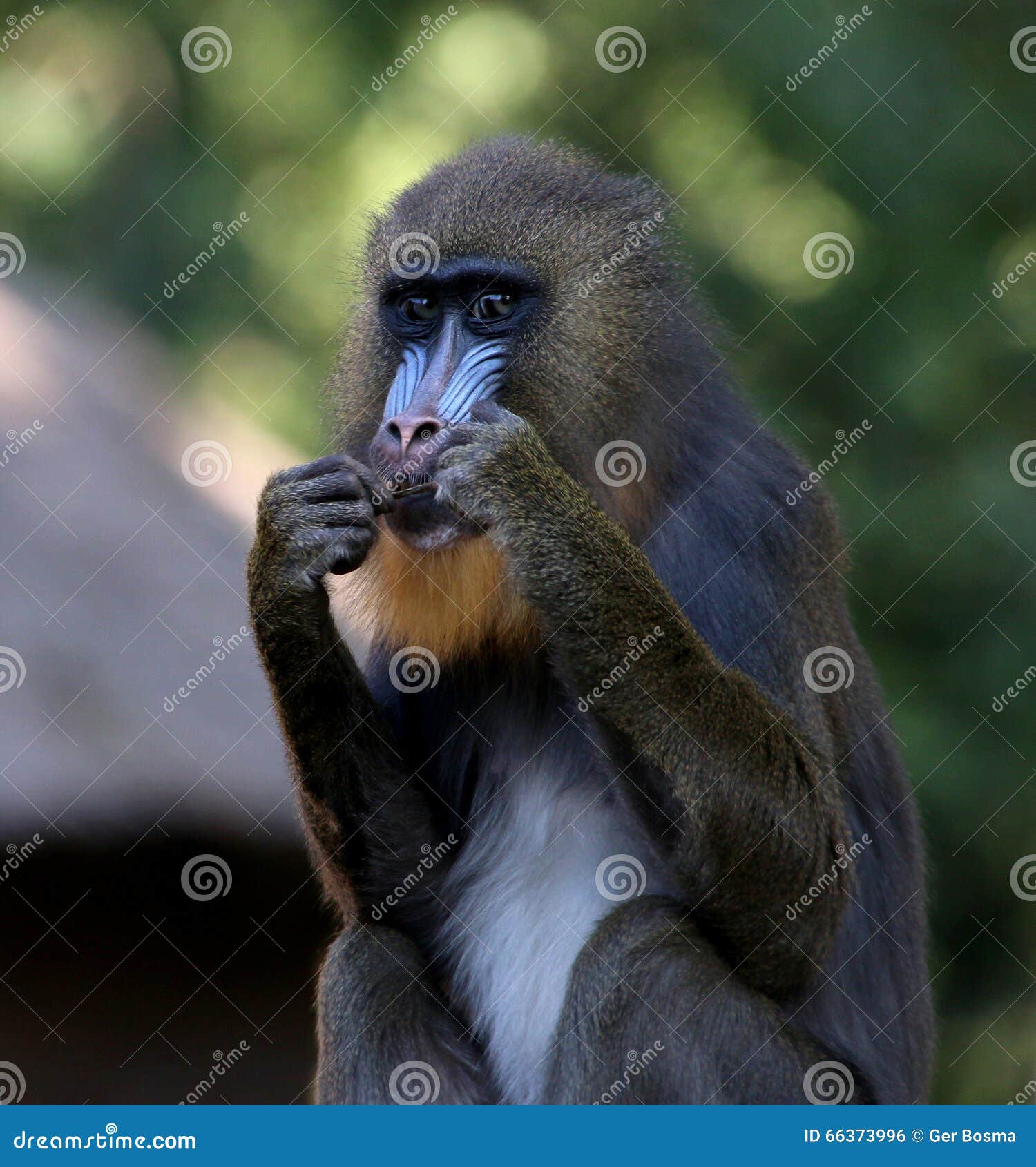 Female Mandrill (Mandrillus Sphinx) Stock Photo - Image of face ...