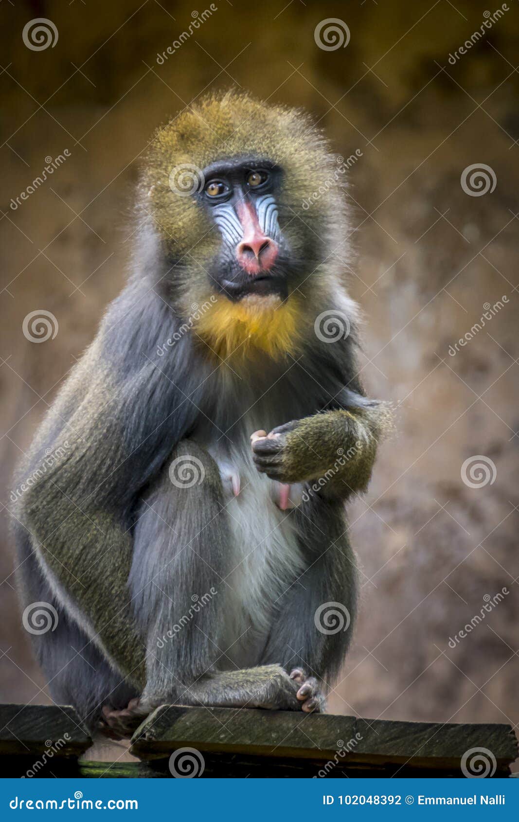 Female Mandrill monkey stock photo. Image of hairy, monkey - 102048392