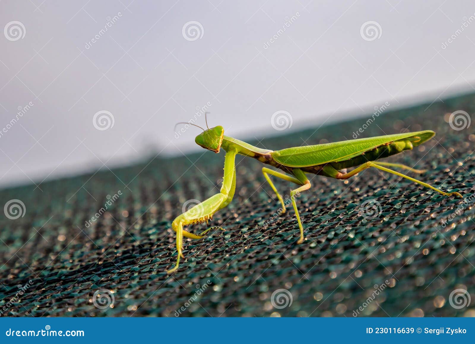 Female Mantis on the Island in Summer Stock Image - Image of mantodea ...