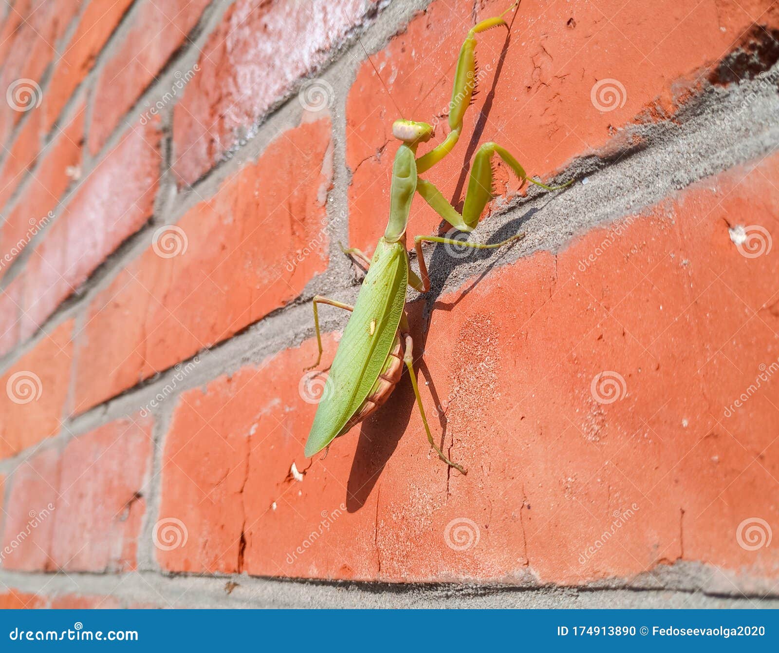 Female Mantis, a Predatory Mantis Insect on a Brick Wall Stock Photo ...