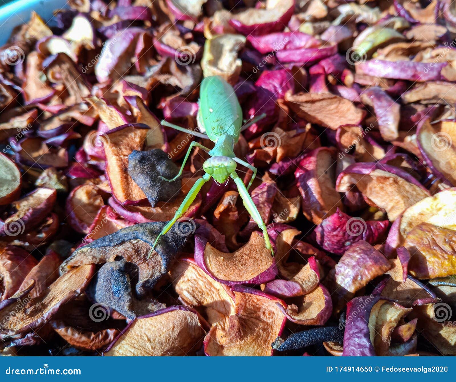 Female Mantis, Predatory Insect Mantis Stock Photo - Image of carnivore ...
