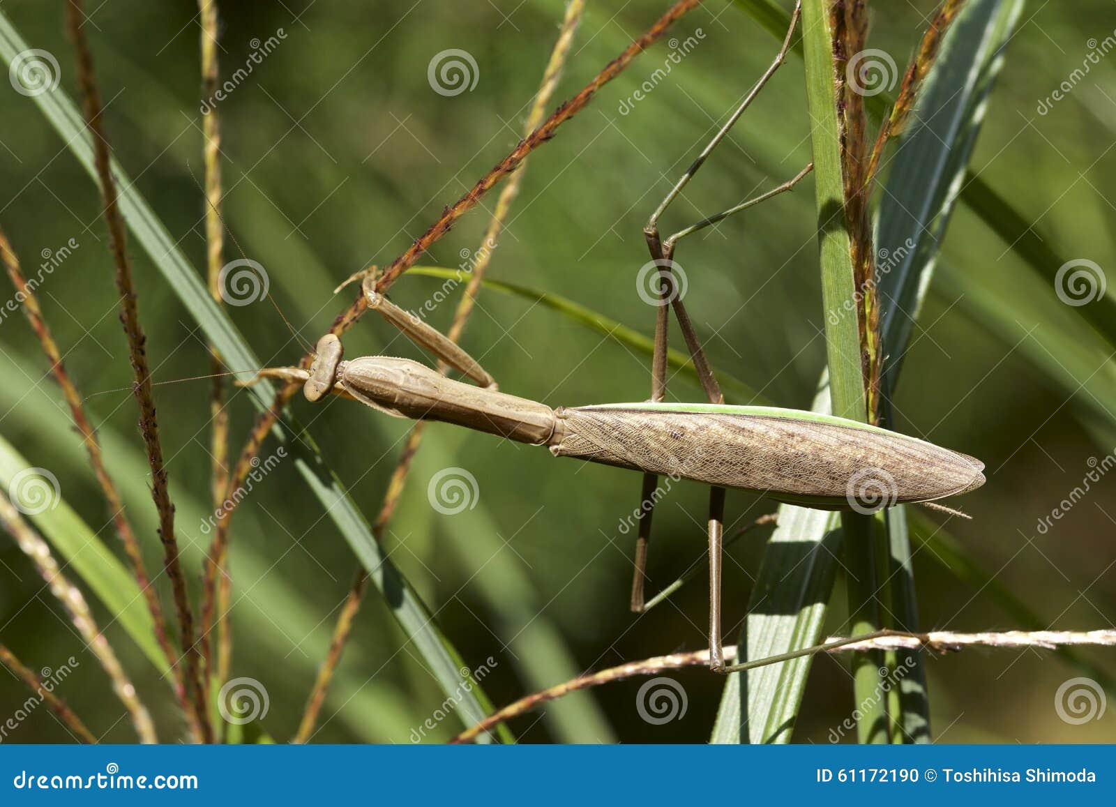 Female mantis stock photo. Image of portrait, predator - 61172190