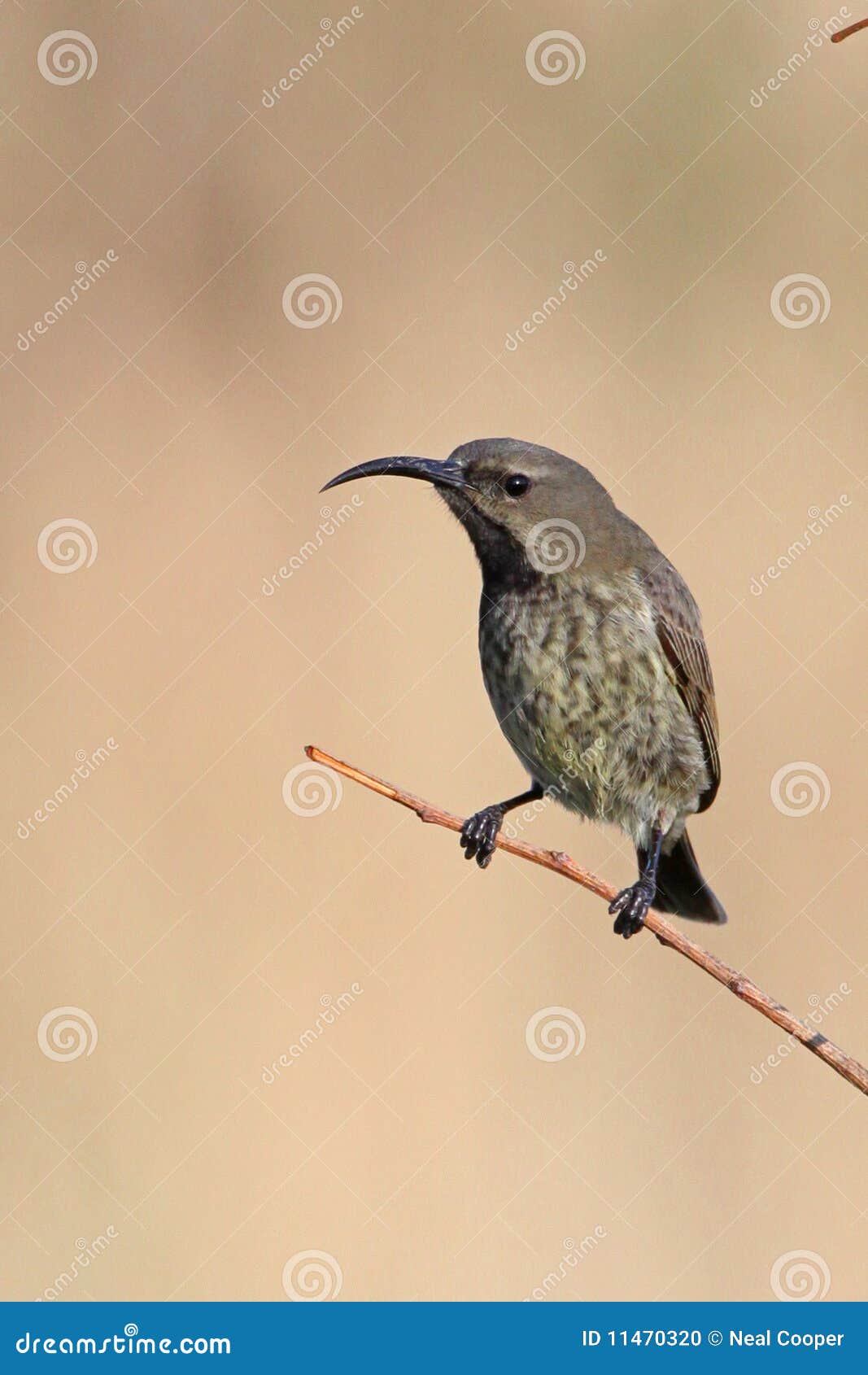Female Marico Sunbird stock photo. Image of perched, long - 11470320