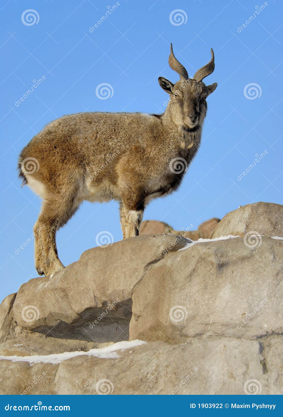 Female markhor stock photo. Image of mammal, animal, falconeri - 1903922