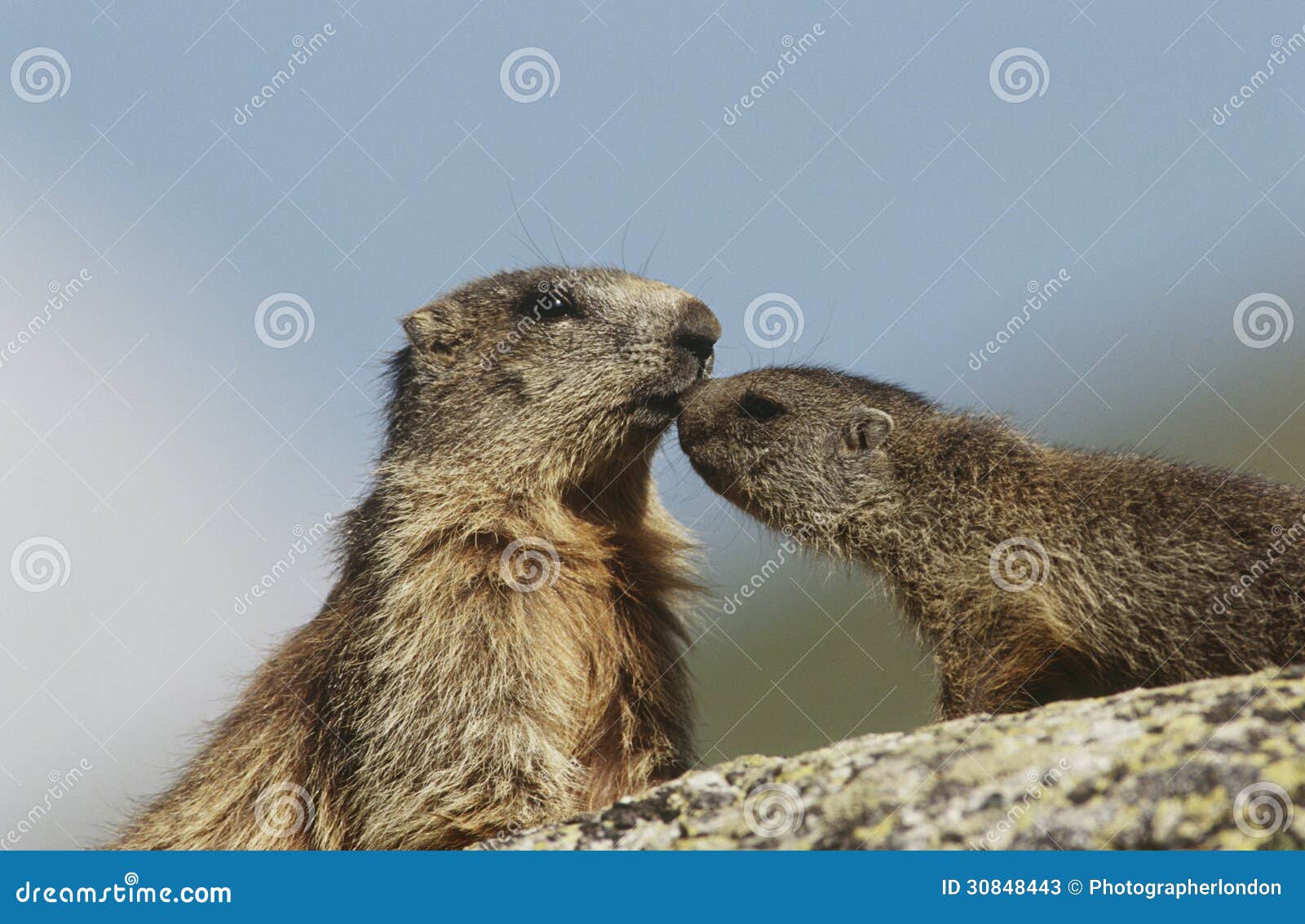 Female Marmot with Young on Rock Stock Image - Image of marmot, young ...