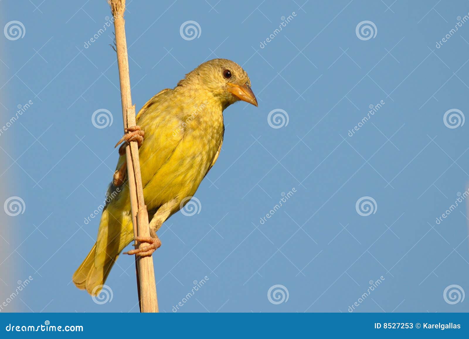 Female Masked Weaver in Its Environment Stock Image - Image of female ...