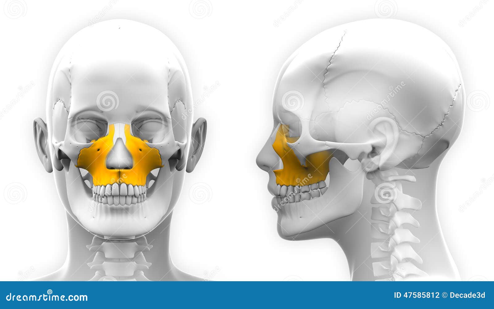 Female Maxilla Bone Skull Anatomy - Isolated on White Stock ...