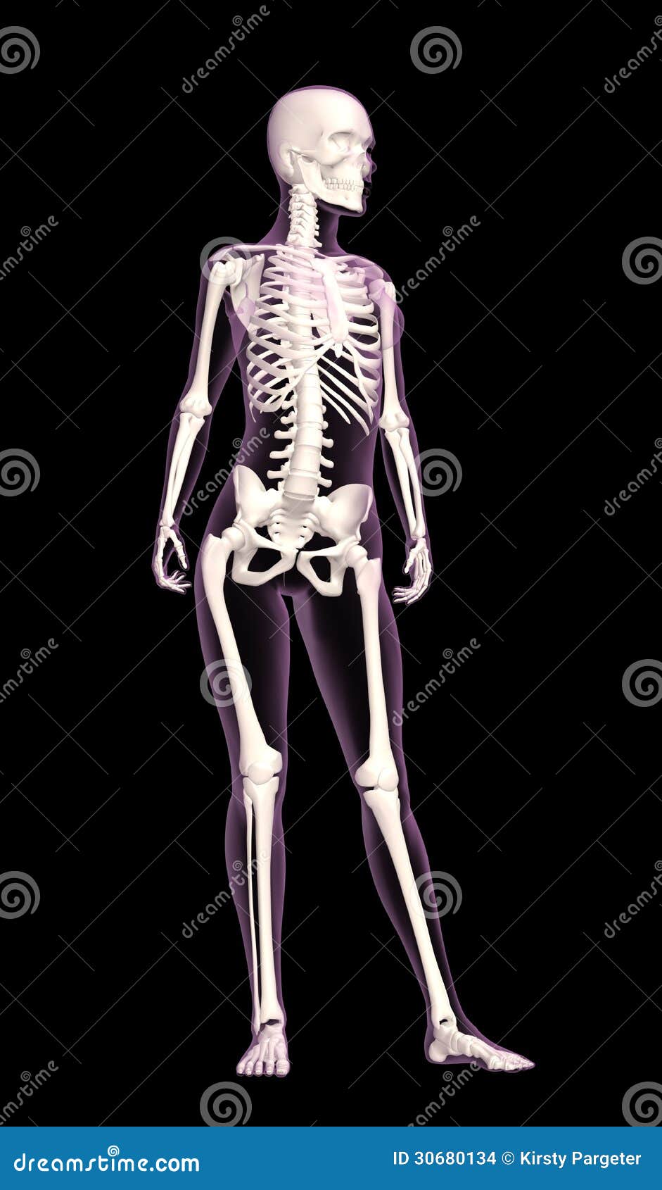 Female Medical Skeleton Legs In Running Pose Stock Photography ...
