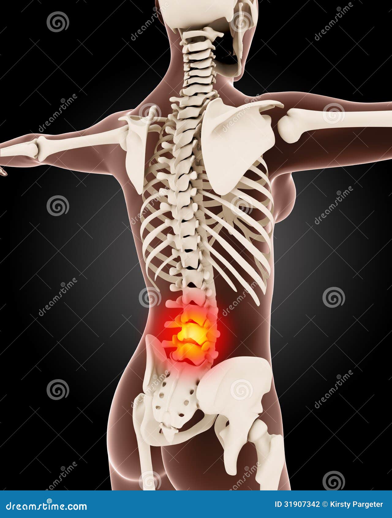 Female medical skeleton stock illustration. Illustration of female ...