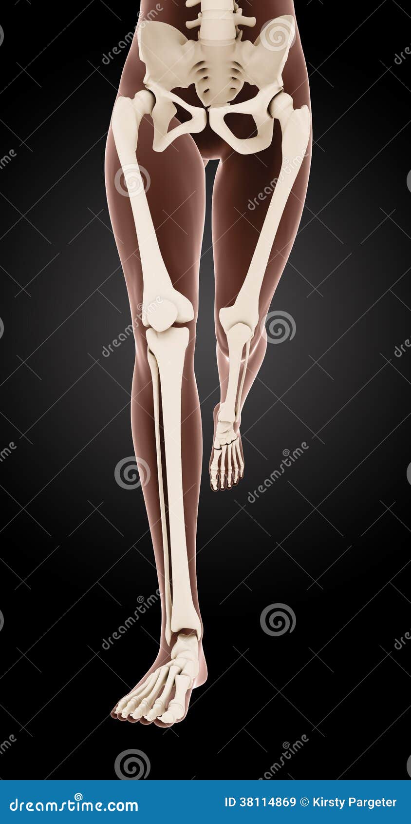 Female Medical Skeleton Legs Stock Image | CartoonDealer.com #38114869
