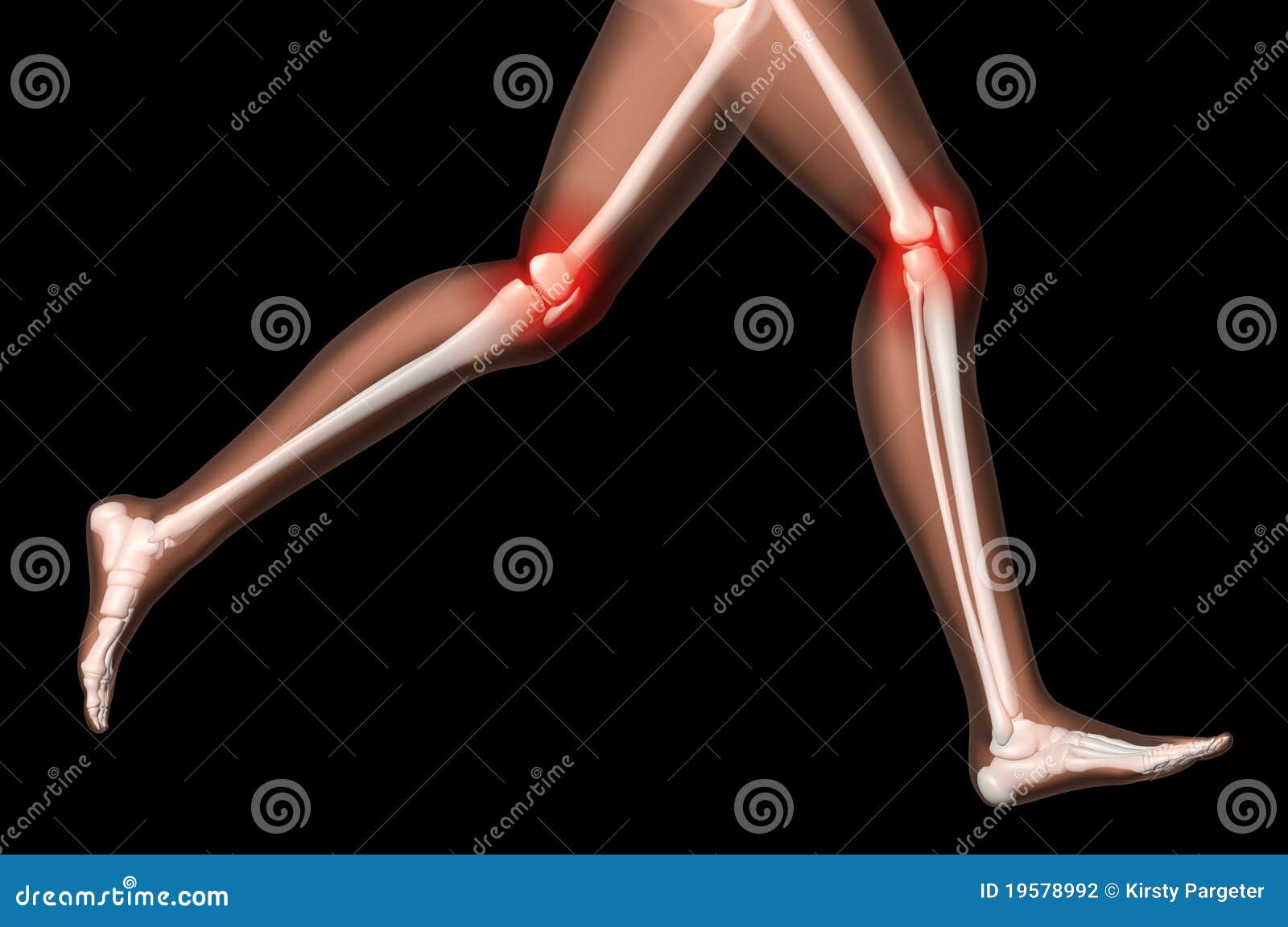 Female Medical Skeleton Legs in Running Pose Stock Illustration ...