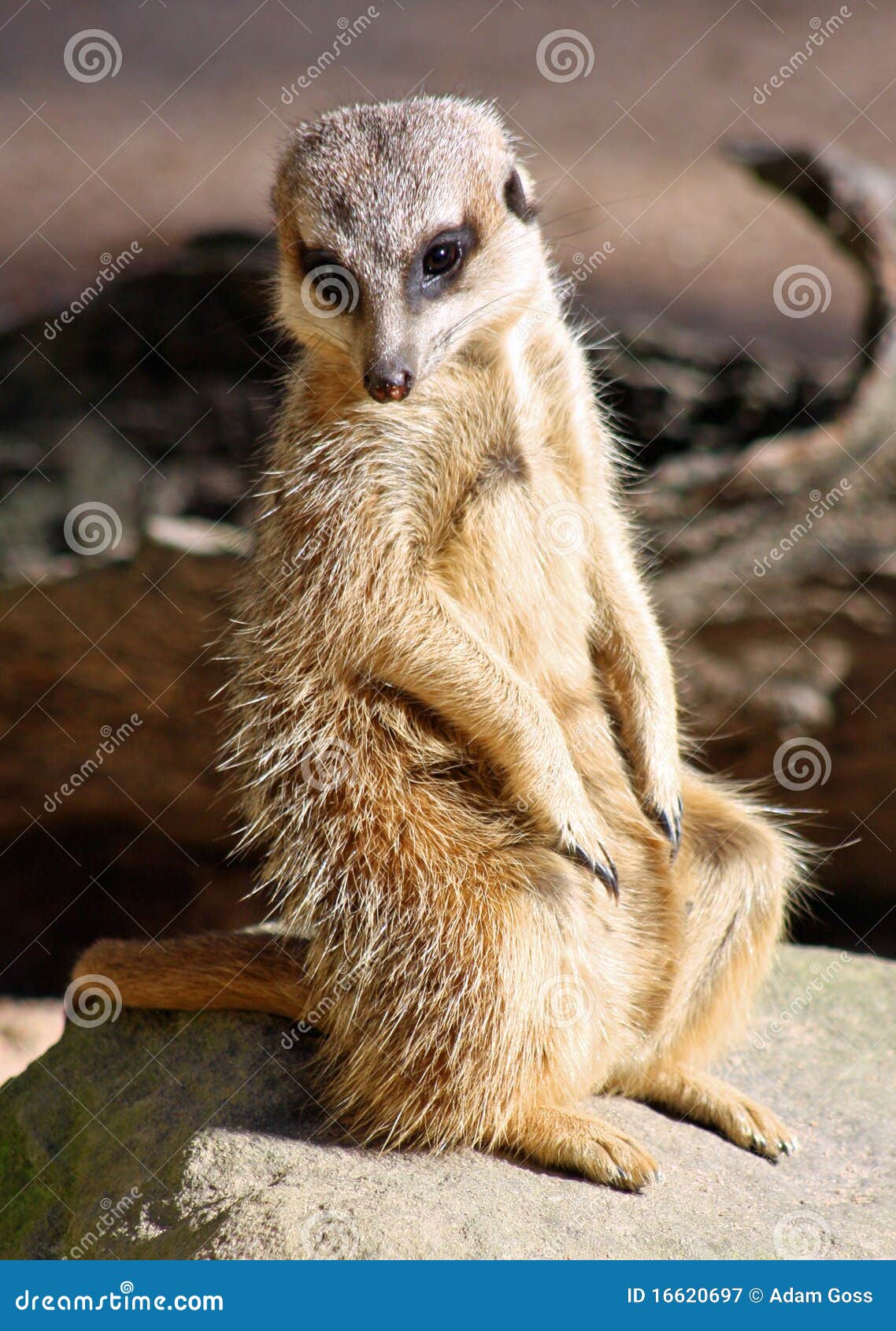 Female meerkat stock image. Image of staring, cute, legs - 16620697