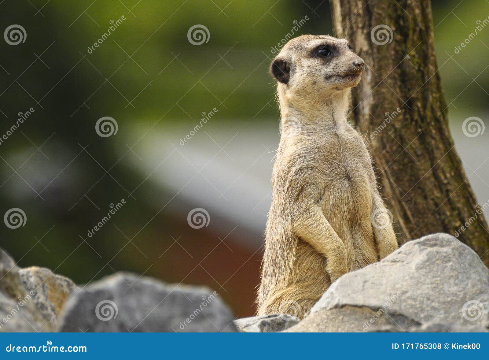 A Female Meerkat Standing on a Stone and Watching the Surroundings ...