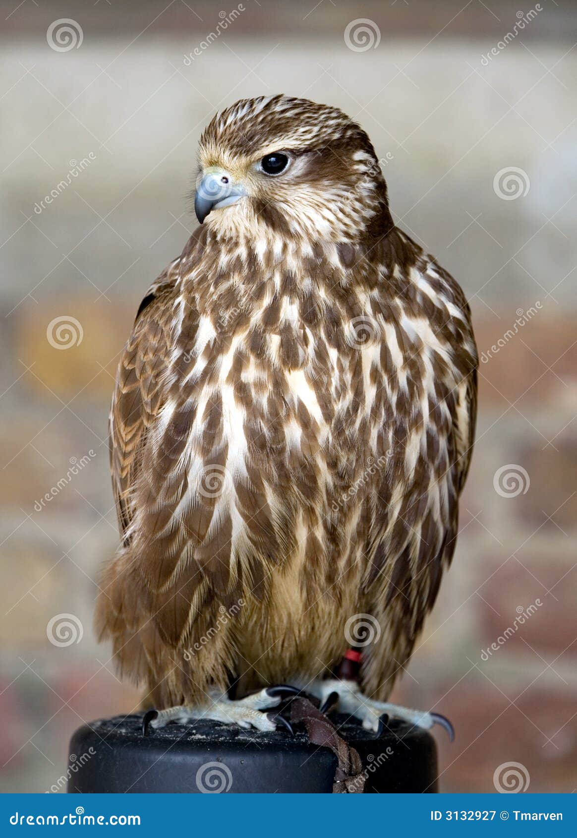 Female Merlin stock image. Image of talons, birds, bird - 3132927