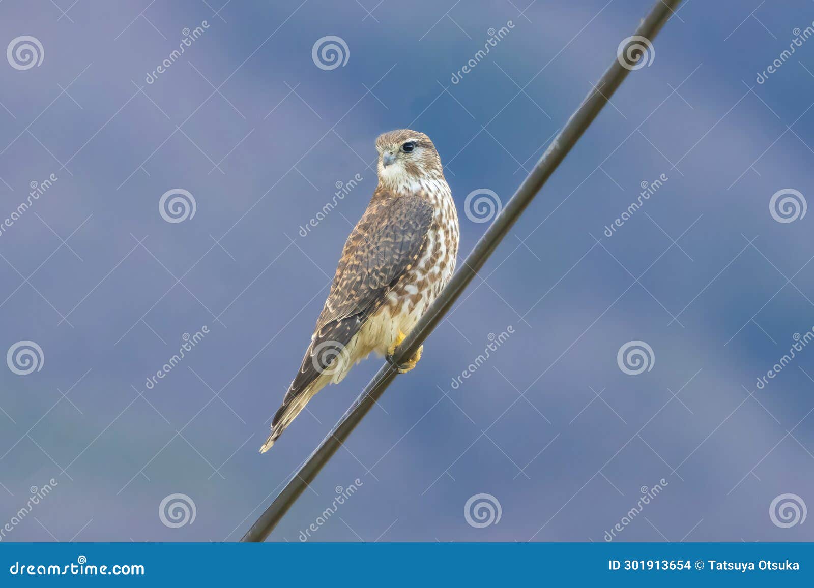 Female Merlin on a Electrical Wire Stock Photo - Image of wire, wild ...