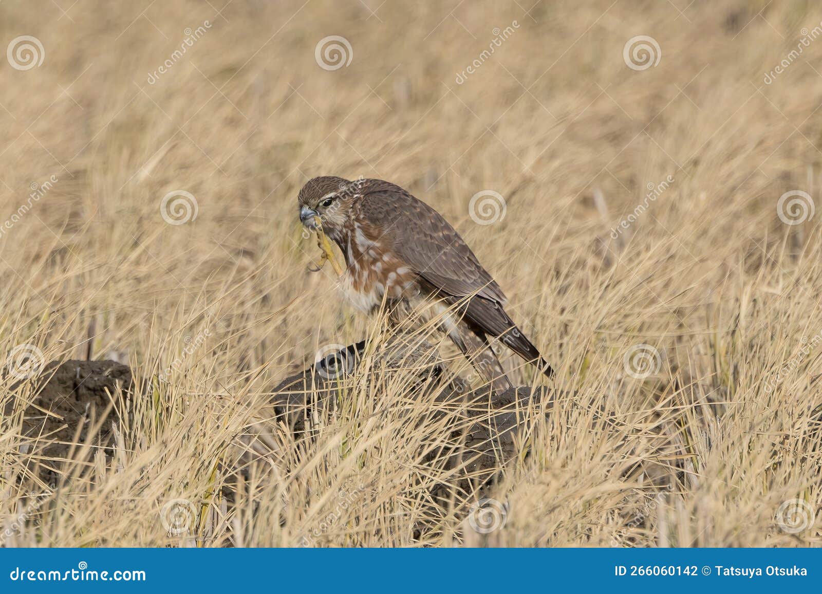 A Female Merlin Looking for a Prey in a Winter Rice Paddy. Stock Photo ...