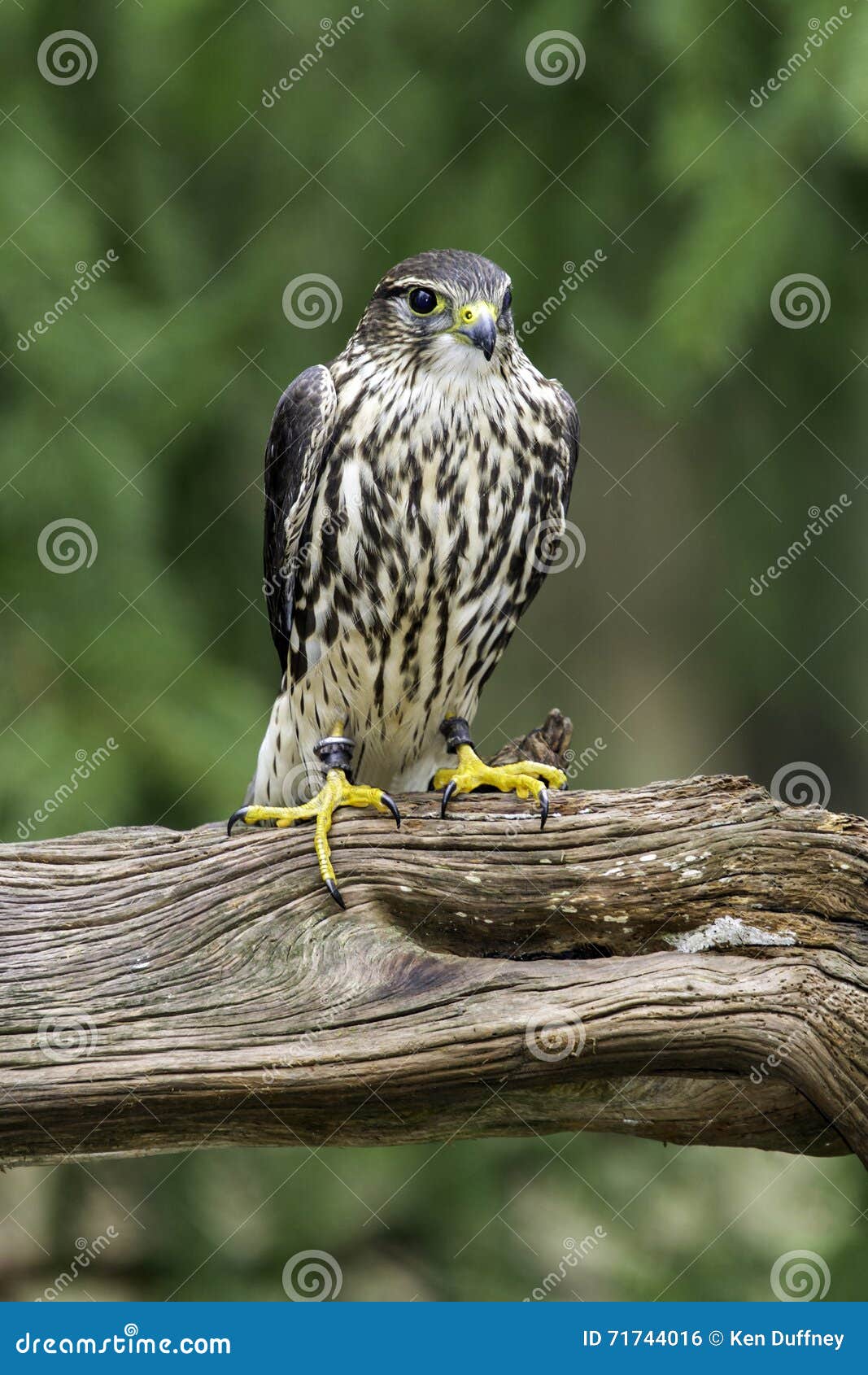 Female Merlin stock photo. Image of carnivorous, stump - 71744016