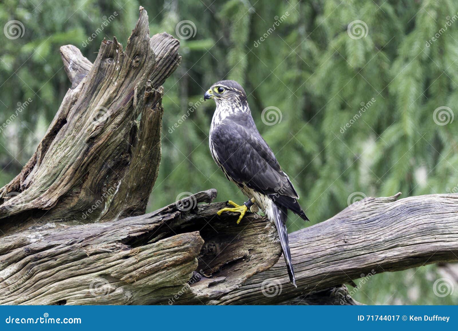 Female Merlin stock image. Image of raptor, brown, carnivor - 71744017