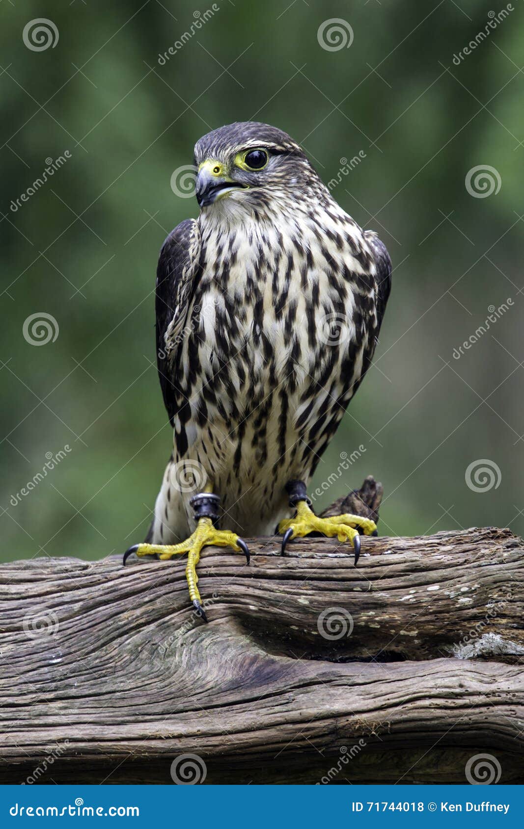 Female Merlin stock photo. Image of beak, hunter, brown - 71744018