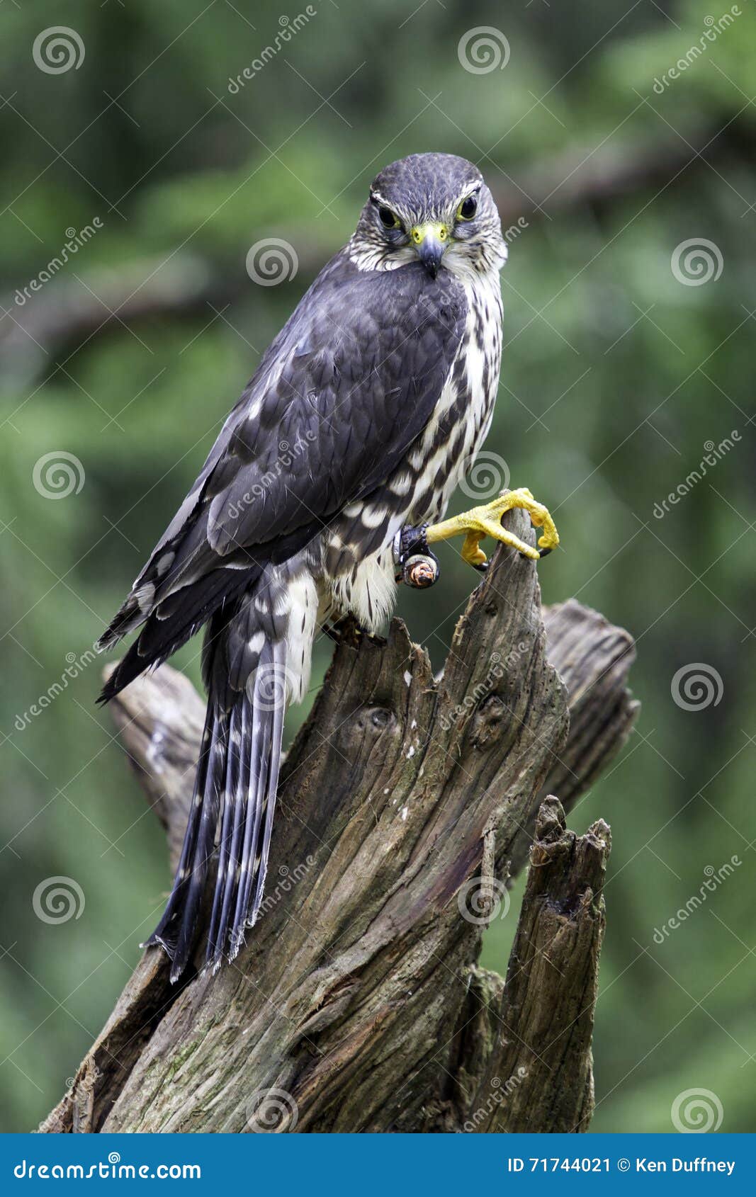 Female Merlin stock image. Image of merlin, bird, captivity - 71744021