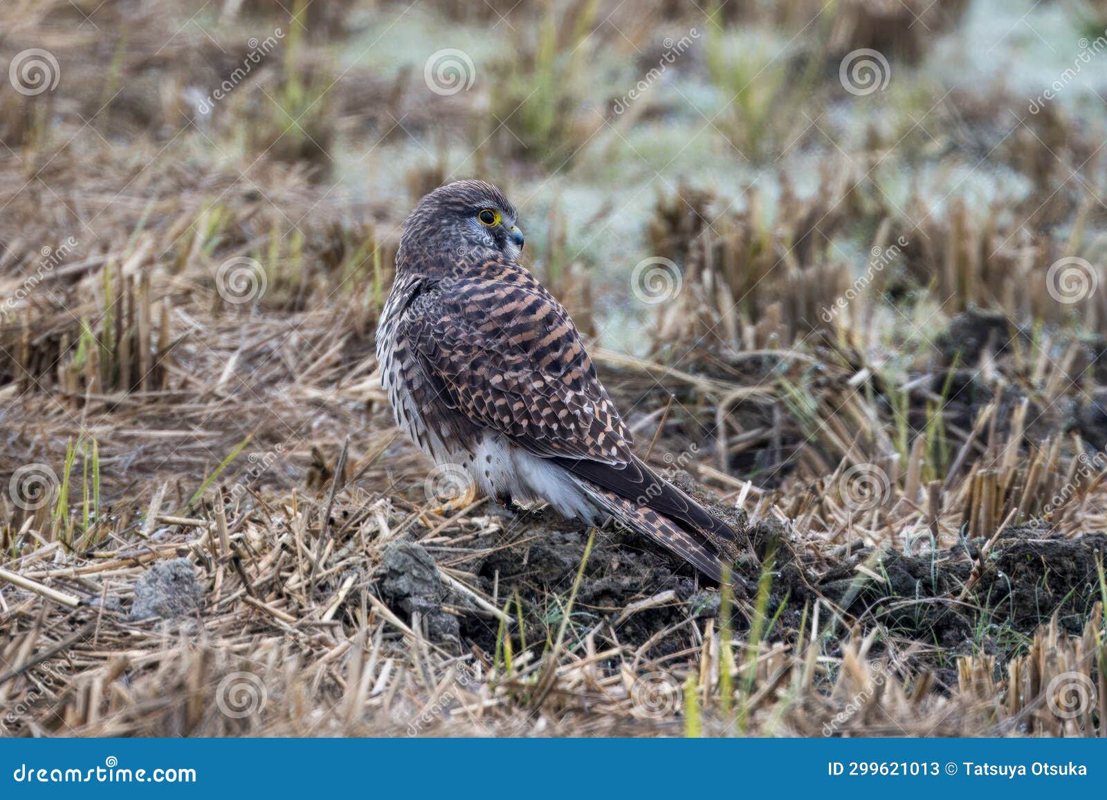 Female Merlin in a Winter Rice Paddy Stock Image - Image of hawk, wild ...