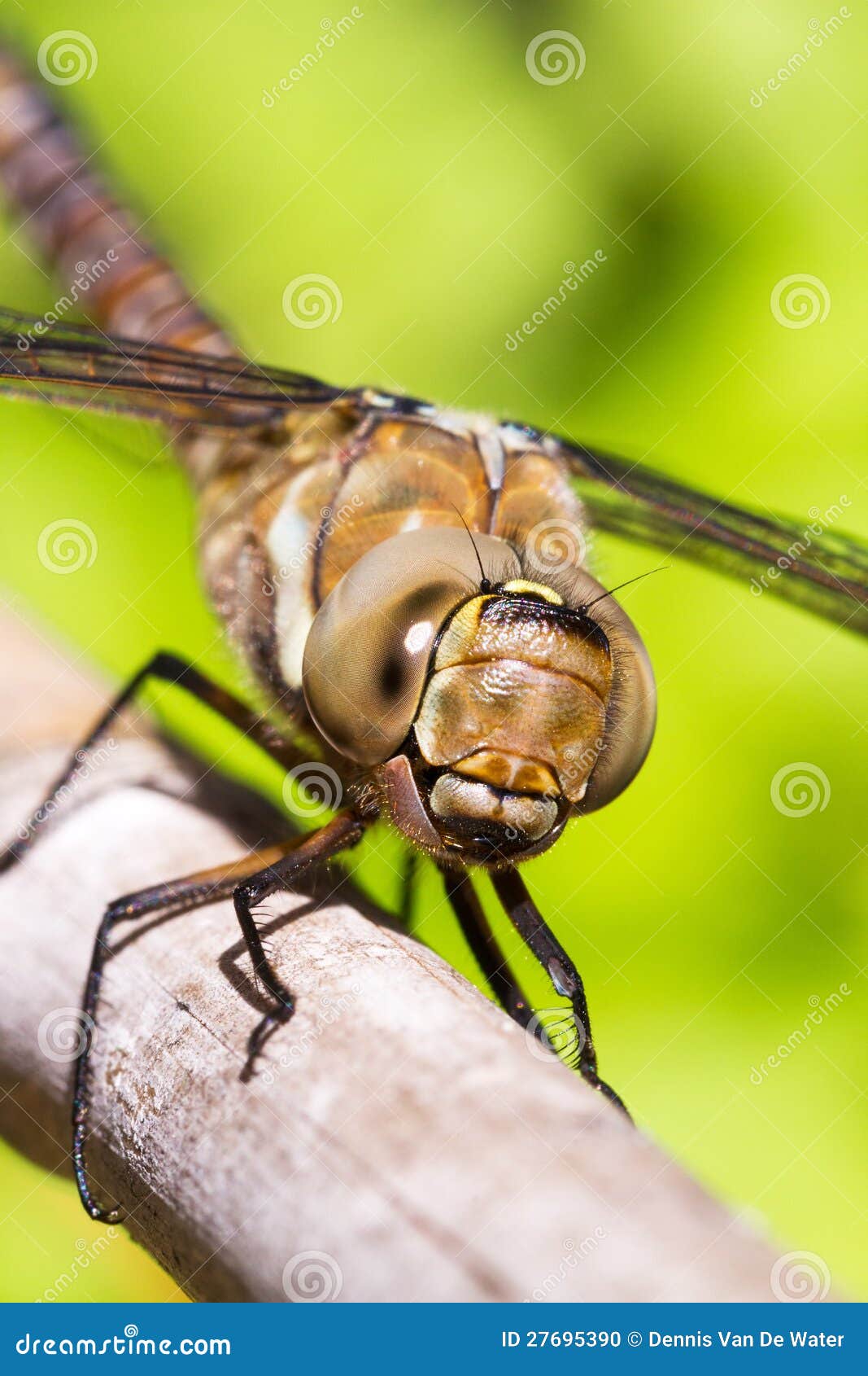Female Migrant Hawker stock photo. Image of predator - 27695390
